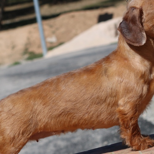 Los Mejores Criadores De Teckel Kaninchen En España: ¿Cómo Encontrarlos ...
