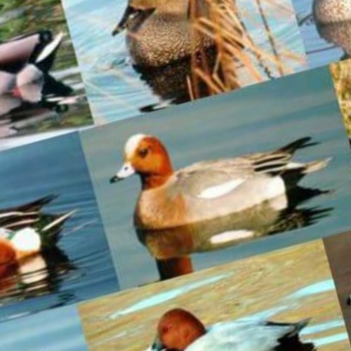 Descubre Los Distintos Tipos De Patos Que Existen En El Mundo. - Mariettas