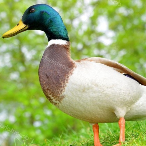 10 Especies De Patos Salvajes Que Debes Conocer - Mariettas