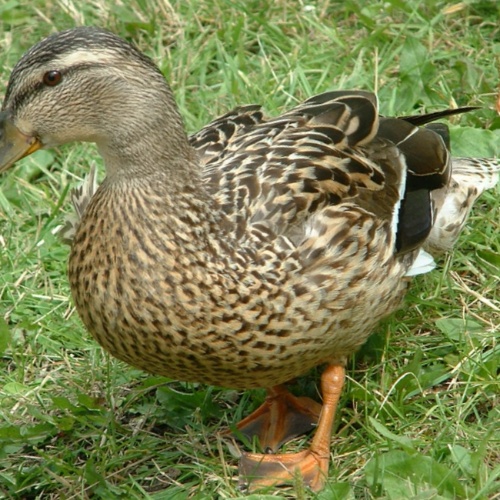 10 Especies De Patos Salvajes Que Debes Conocer - Mariettas